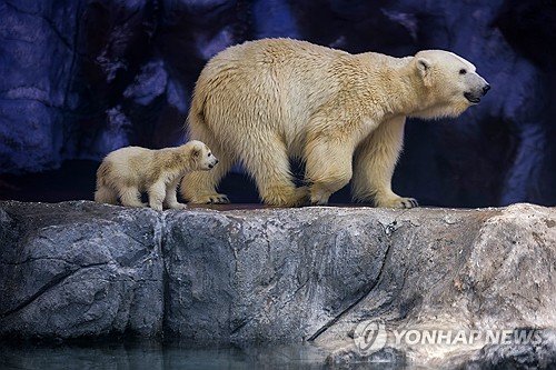 BRAZIL ANIMALS BEAR : 네이트 뉴스