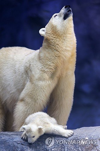 BRAZIL ANIMALS BEAR : 네이트 뉴스