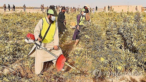 PAKISTAN POPPY FIELD : 네이트 뉴스
