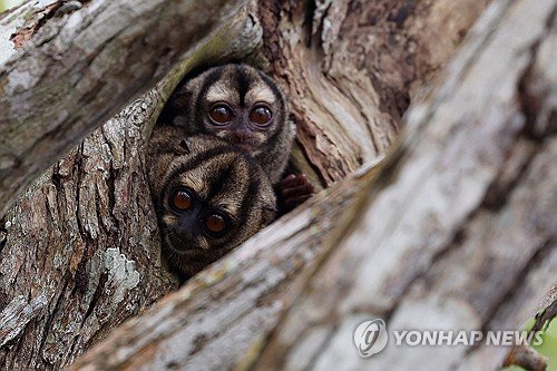 PANAMA ANIMALS : 네이트 뉴스
