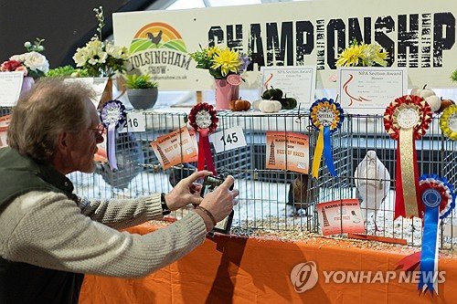 BRITAIN PIGEONS : 네이트 뉴스