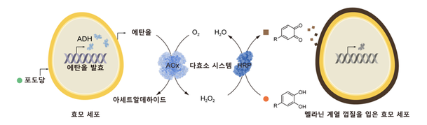 KAIST, 스스로 움직이는 생명체 세포로봇 개발 : 네이트 뉴스