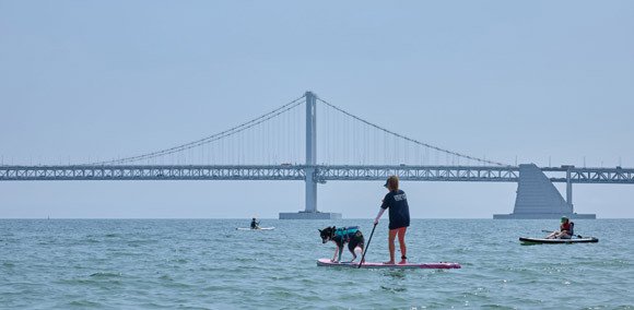 KAPP, KCMC문화원과 '제1회 SUP DOG 대회' 개최 : 네이트 뉴스