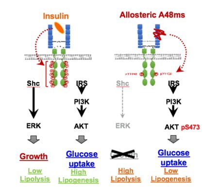 압타머사이언스 "세계 2위 규모 압타머 확보…진단·신약개발 잰걸음" : 네이트 뉴스