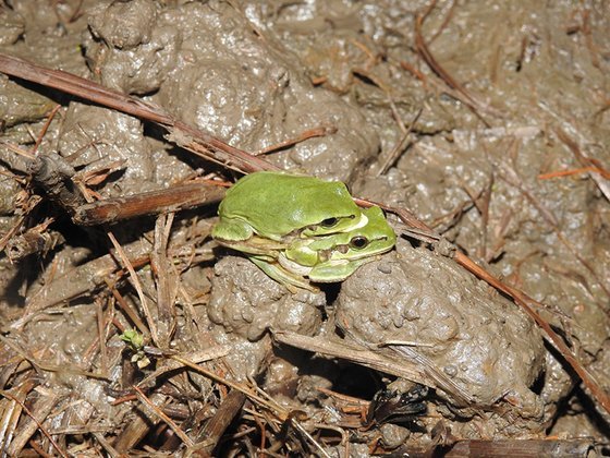 노란색 울음주머니, 친환경 논에서 발견되는 멸종위기 1급 '수원청개구리'[영상] : 네이트 뉴스