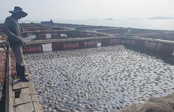 Korean fish farms having difficult time due to heat waves and Japanese ...