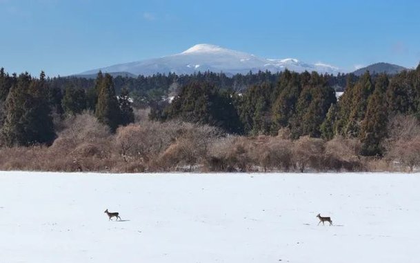 Jeju Halla Snow Flower Bus begin operation on weekdays : 네이트 뉴스