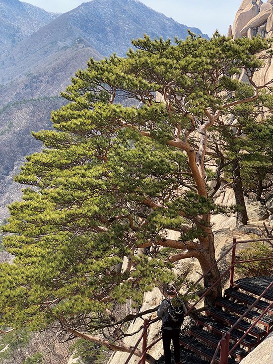Travel | 올라가야 보이는 것들…설악산 울산바위 스토리 : 네이트 뉴스
