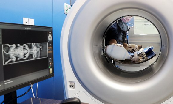 Vatech releases world's first veterinary CT scanner and dental panoramic X-ray : 네이트 뉴스