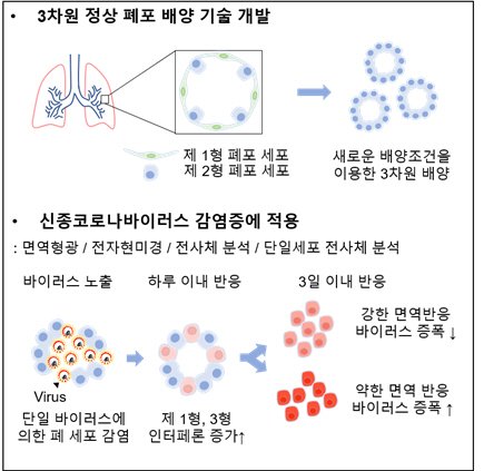 KAIST, 코로나19 감염 과정 규명…6시간 내 폐 감염 완료, 면역엔 3일 필요 : 네이트 뉴스
