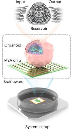 Creating a Bridge Between AI and the Brain: Success in Voice ...