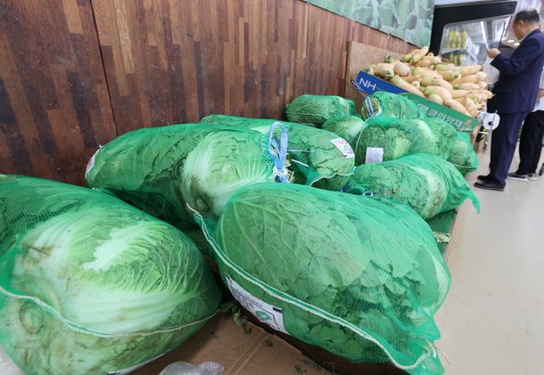 Gov't expands cabbage reserves to prevent supply crunch : 네이트 뉴스