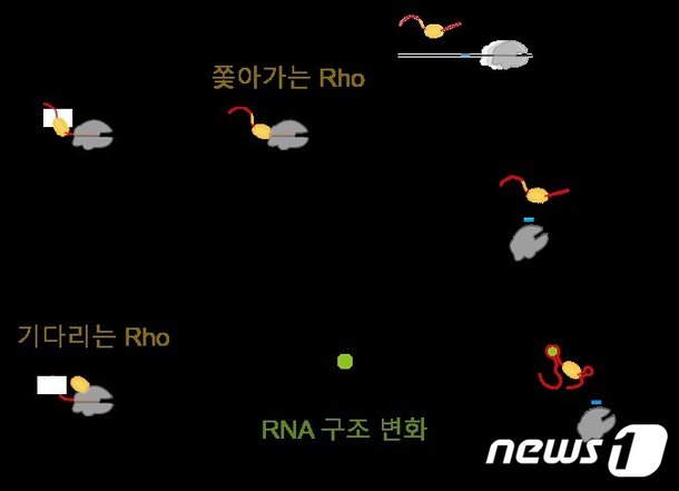 KAIST, RNA 합성 늦춰 효율 높이는 단백질 특성 발견 : 네이트 뉴스