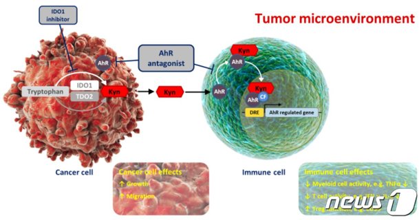 동아에스티, 면역항암제 'DA-4505' 임상 개발 착수…1/2a상 승인 : 네이트 뉴스