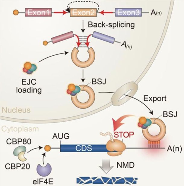 KAIST, 원형 RNA의 mRNA 안정성 조절 메커니즘 규명 : 네이트 뉴스
