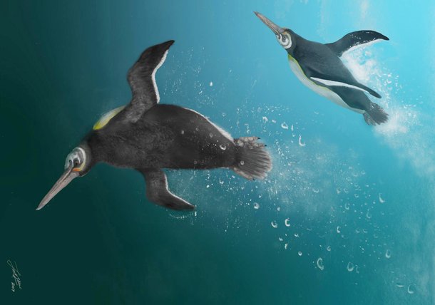 '펭수' 조상의 친척?…6000만년 전 살았던 '자이언트 펭귄' 발견 : 네이트 뉴스