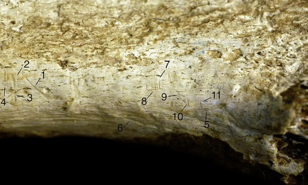 145만년 전 '식인 풍습' 증거? 인류 뼈에서 '살 발라낸 흔적' 발견 [핵잼 사이언스] : 네이트 뉴스