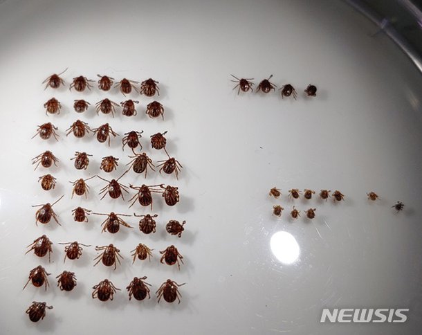 대전시, 올해 첫 중증열성혈소판감소증후군(SFTS) 환자 발생 : 네이트 뉴스