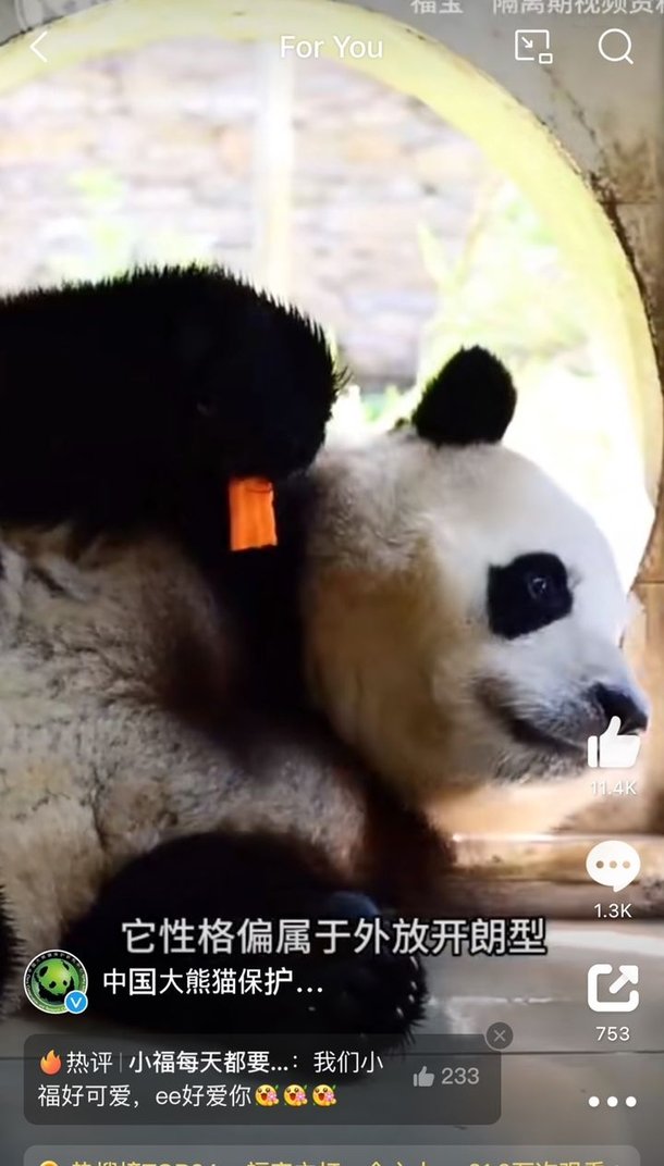 "푸바오 낙천적, 적응 잘해"…중국 판다센터, 최신영상 공개 : 네이트 뉴스