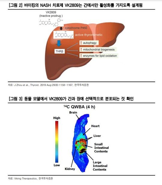 "바이킹테라퓨틱스(VKTX), NASH 치료제 효력 공개 시점 임박" : 네이트 뉴스