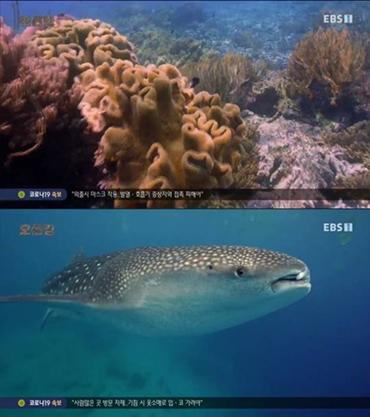ebs '오션킹', 환상적인 고대 바다 생명체 영상…'VR 및 다시 보기는?' : 네이트 연예