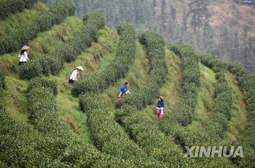 CHINA-GUIZHOU-TEA GARDEN (CN) : 네이트 뉴스