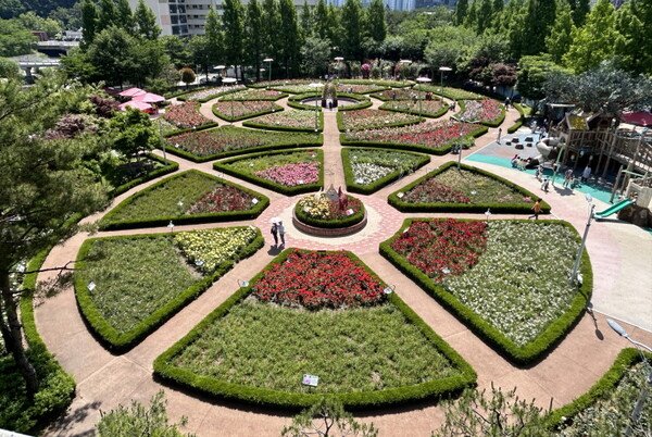 기장군 좌광천 지방정원, 77종 약 3만 주 장미 만개 : 네이트 뉴스