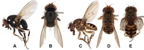 국립수목원 '숲속 불청객' 미기록 눈초파리류 5종 발견 : 네이트 뉴스
