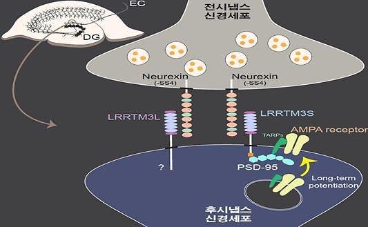 국내연구진 흥분성 시냅스 발달 관여 접착단백질 작동원리 규명 네이트 뉴스