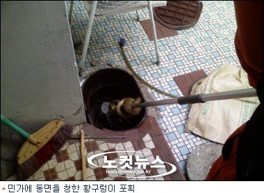 "겨울잠 자는 황구렁이" : 네이트 뉴스