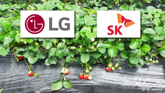 LG vs SK 농업 상권 경쟁…"농민은 소작농 전락할 것" : 네이트 뉴스
