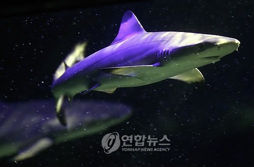 POLAND AQUARIUM SHARK : 네이트 뉴스