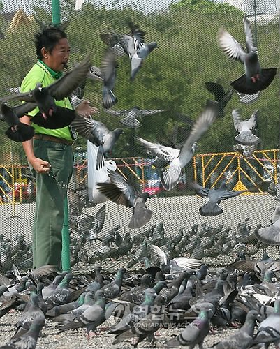THAILAND PIGEON TRANSFER : 네이트 뉴스