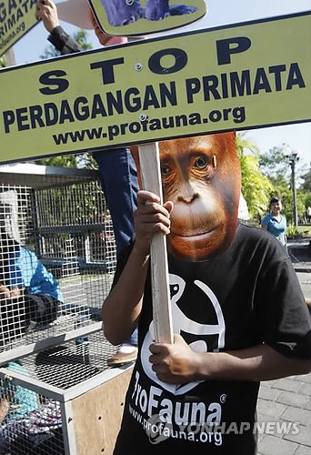 INDONESIA ILLEGAL PRIMATE TRADe : 네이트 뉴스