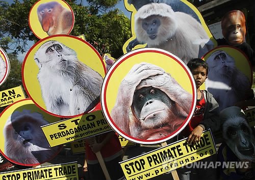 INDONESIA ILLEGAL PRIMATE TRADe : 네이트 뉴스