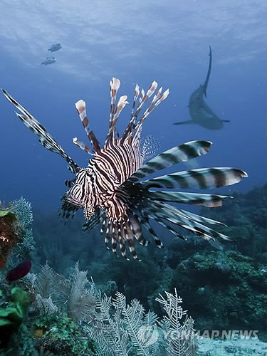 HONDURAS ANIMALS : 네이트 뉴스