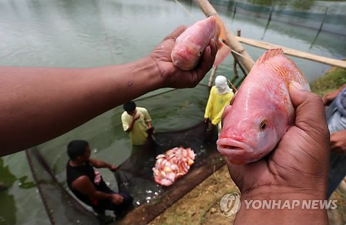 PHILIPPINES BOHOL AQUA FARMING : 네이트 뉴스