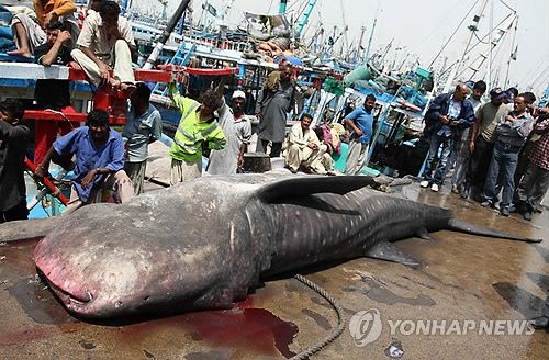 PAKISTAN SHARK FISH : 네이트 뉴스