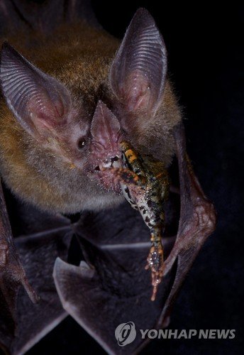 PANAMA ANIMALS BATS : 네이트 뉴스