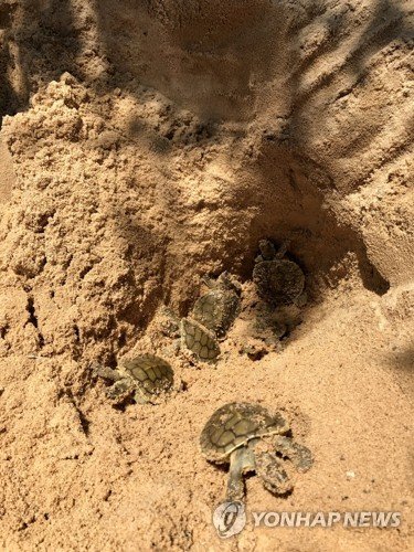 CAMBODIA ROYAL TURTLES : 네이트 뉴스