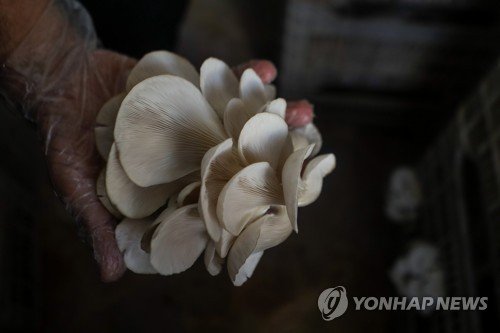 SYRIA MUSHROOM GROWING : 네이트 뉴스