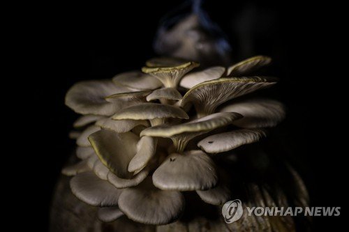 SYRIA MUSHROOM GROWING : 네이트 뉴스