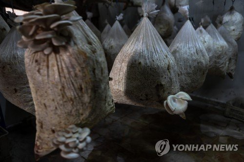 SYRIA MUSHROOM GROWING : 네이트 뉴스