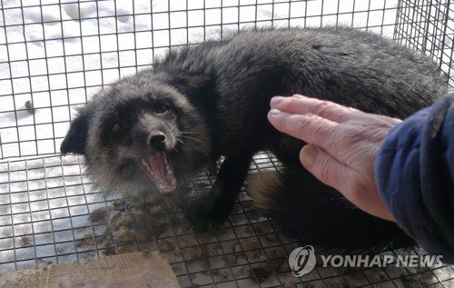 RUSSIA FOXES DOMESTICATION EXPERIMENT : 네이트 뉴스