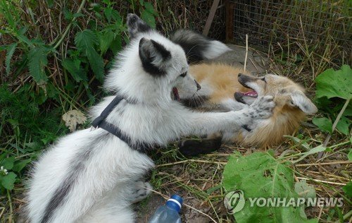 RUSSIA FOXES DOMESTICATION EXPERIMENT : 네이트 뉴스