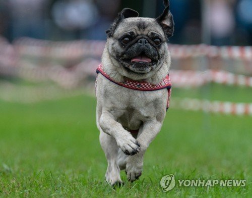 GERMANY ANIMALS PUG RACE : 네이트 뉴스