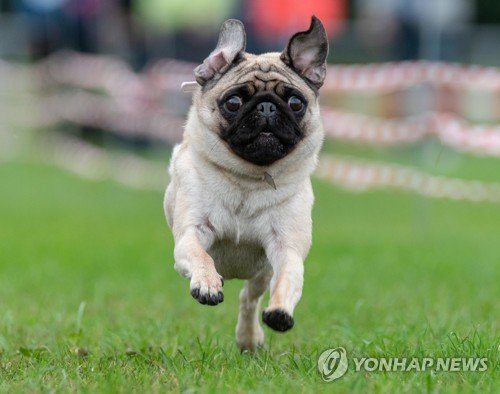 GERMANY ANIMALS PUG RACE : 네이트 뉴스