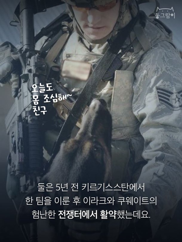 [카드뉴스] 별이 된 군견 '보드자'와 군인의 우정 : 네이트 뉴스