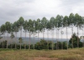 Hanwha secures large-scale plantation area from Cambodia : 네이트 뉴스