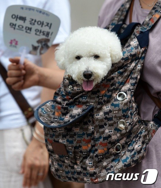 집회에 나온 반려견 : 네이트 뉴스